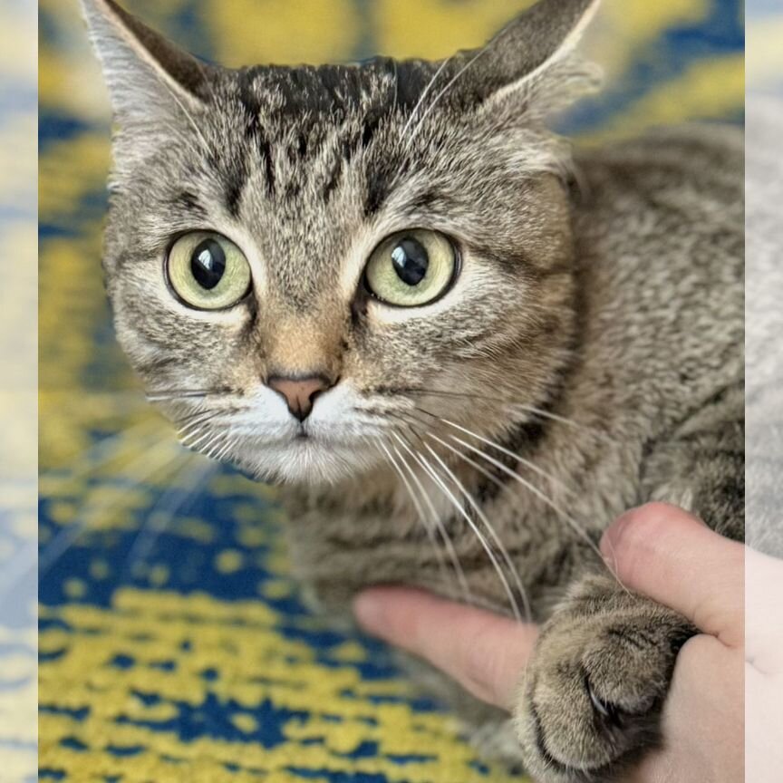 Взрослая, кошка в добрые руки