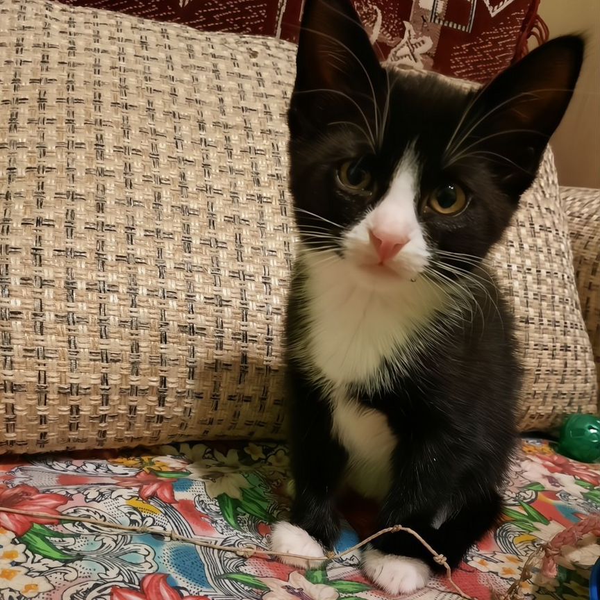 Котёнок в добрые руки