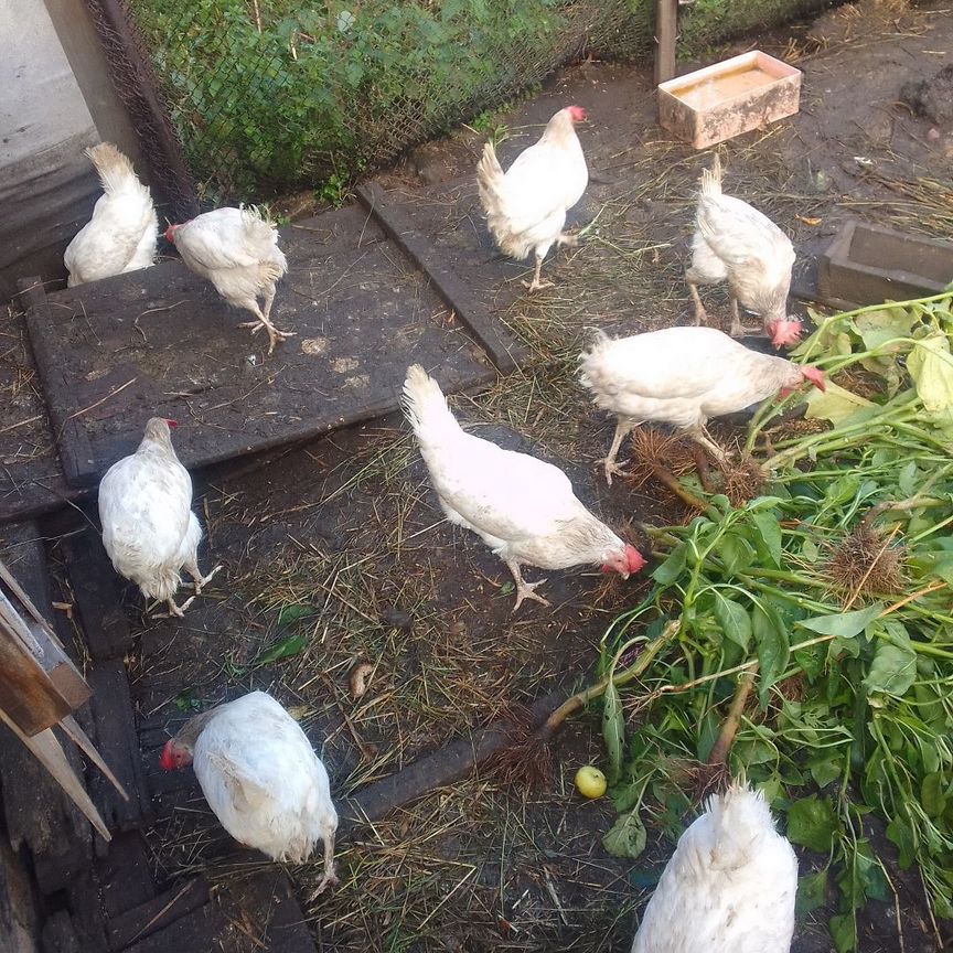Куры молодки несушки