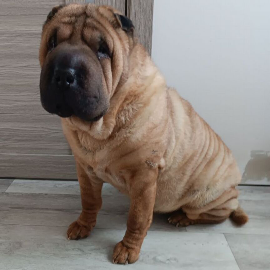 Шарпей, взрослая собака