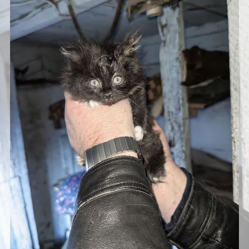 Котёнок в добрые руки