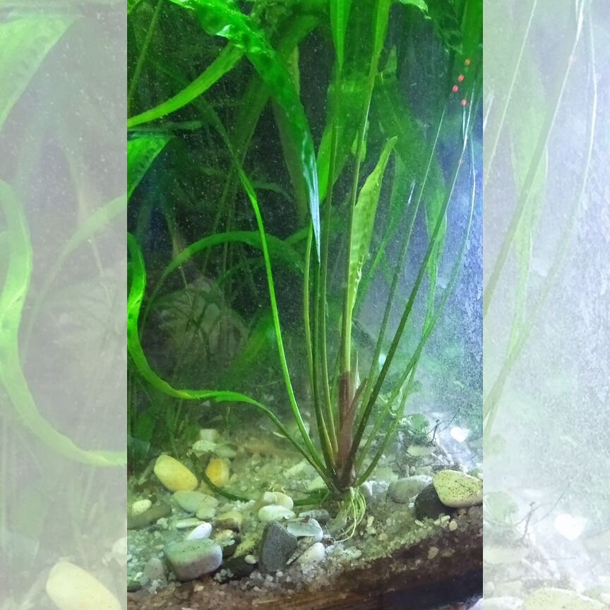 Аквариумная трава криптокорин