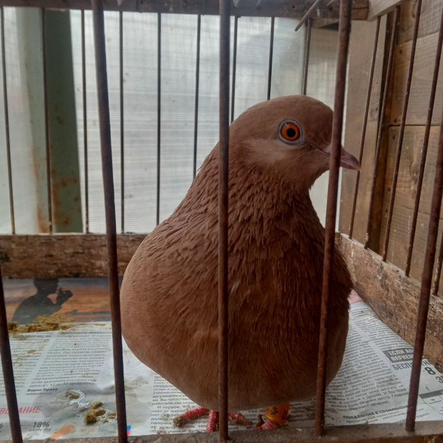 Ижевские голуби