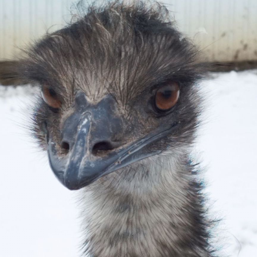 Страусы эму.самка самец