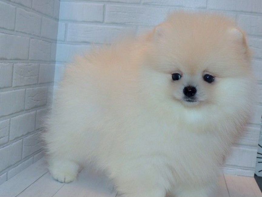 Померанский шпиц,белый медвежонок с документами