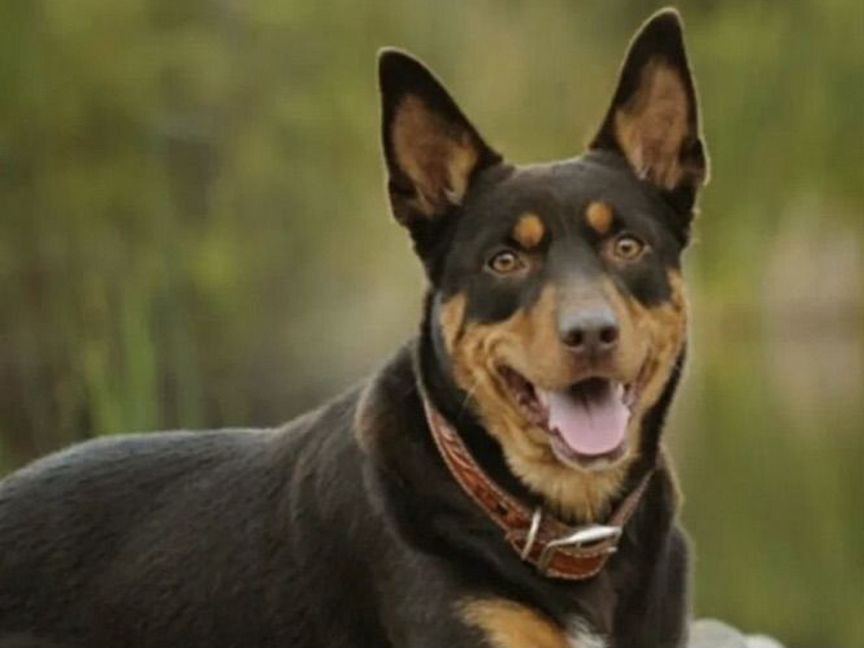 Австралийский келпи