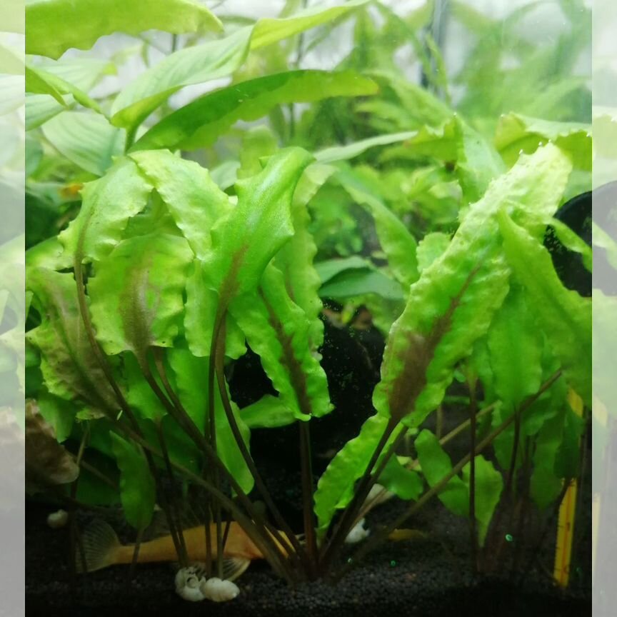 Аквариумное растение