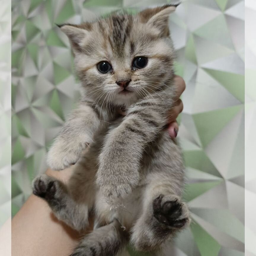 Шотландский вислоухий короткошёрстный котёнок