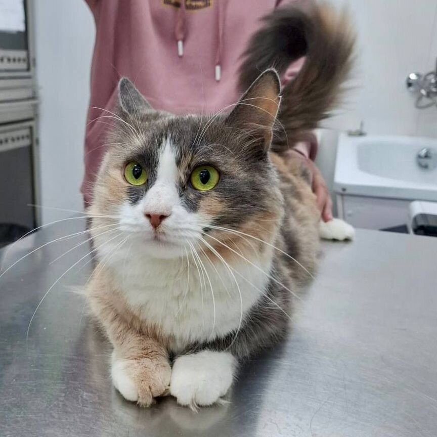 Взрослая, Девочка кошка в добрые руки