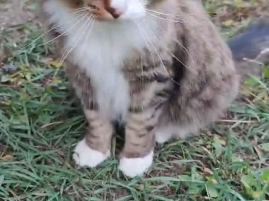 Коты из Камышлова