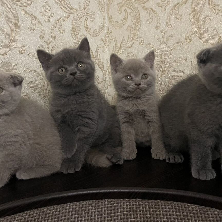 Шотландские котята