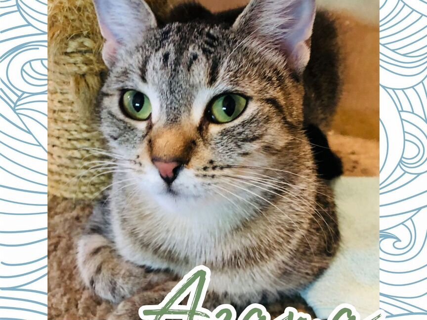 Зеленоглазая Агата в лучший дом