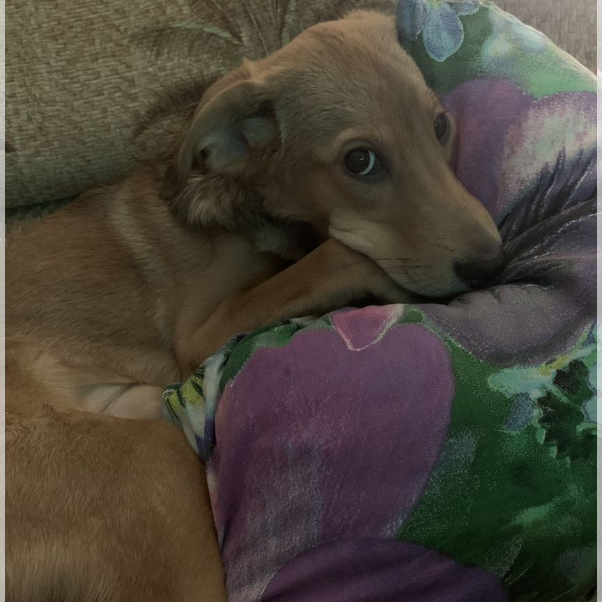 Русская гончая, щенок