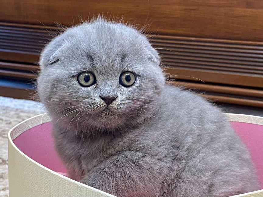 Элитные шотландские котята