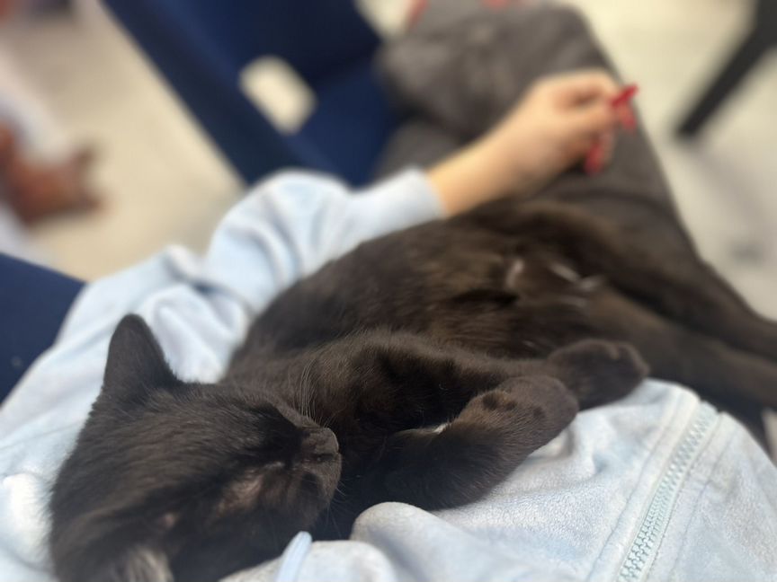 Потерялся кот. В районе СНТ сибиряк 2-я аллея