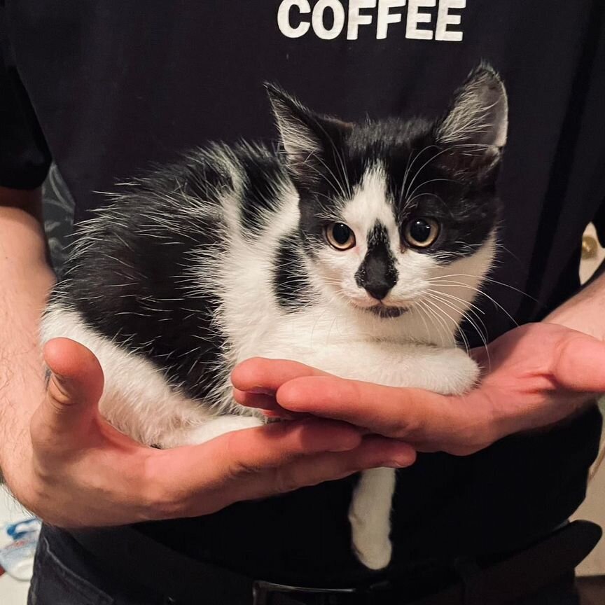 Классные ручные котята 2,5 месяца