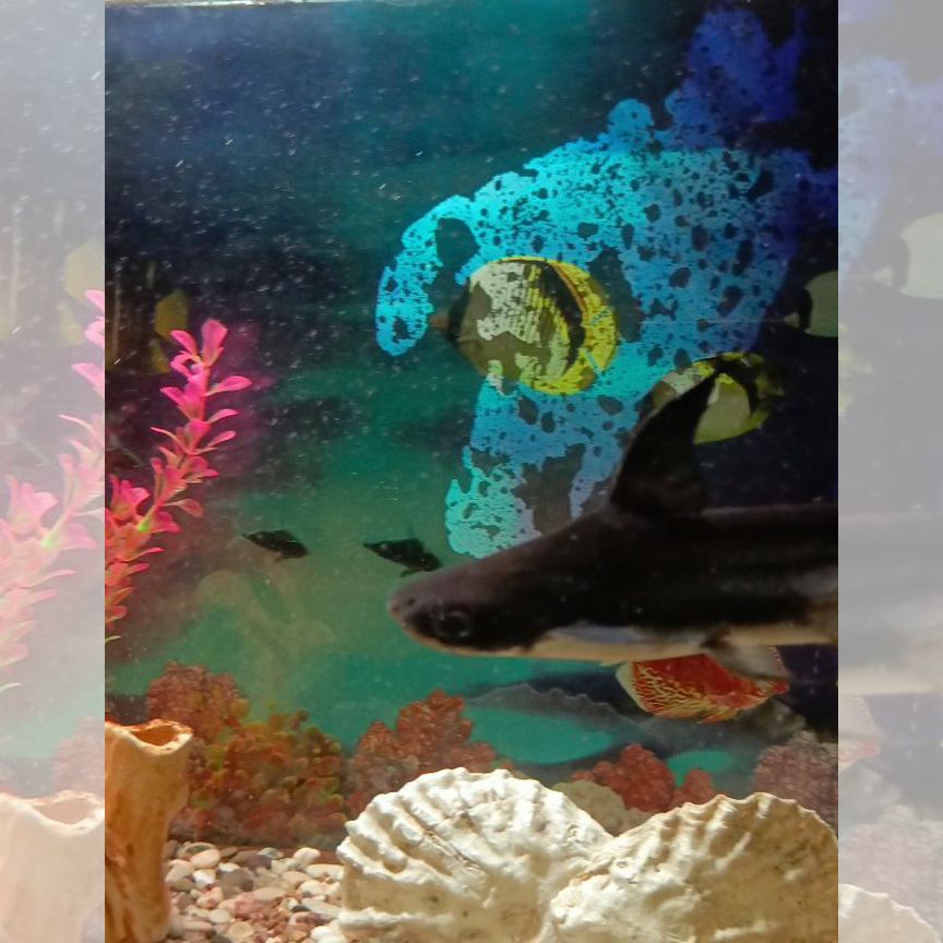 Аквариумные рыбки