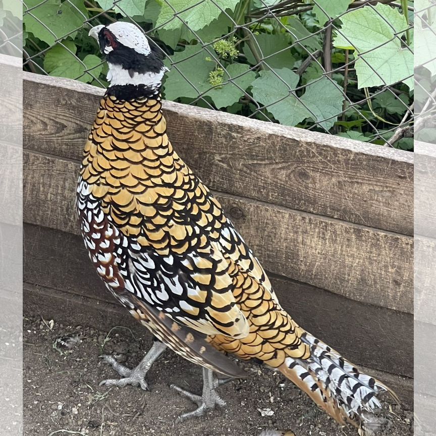 Королевский фазан