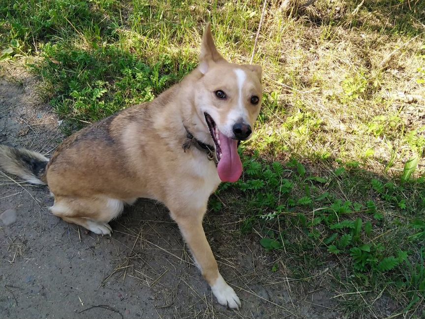 Отдам молодого красивого песика