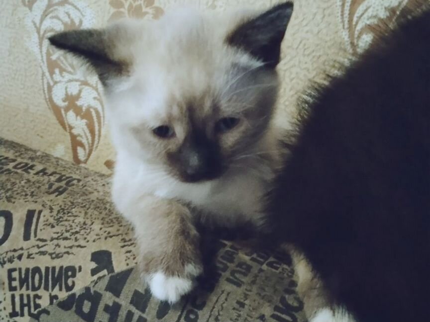 Котята невские москарадные