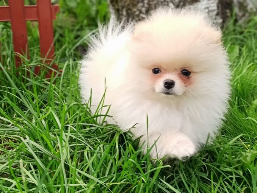 Кремовая девочка РКФ