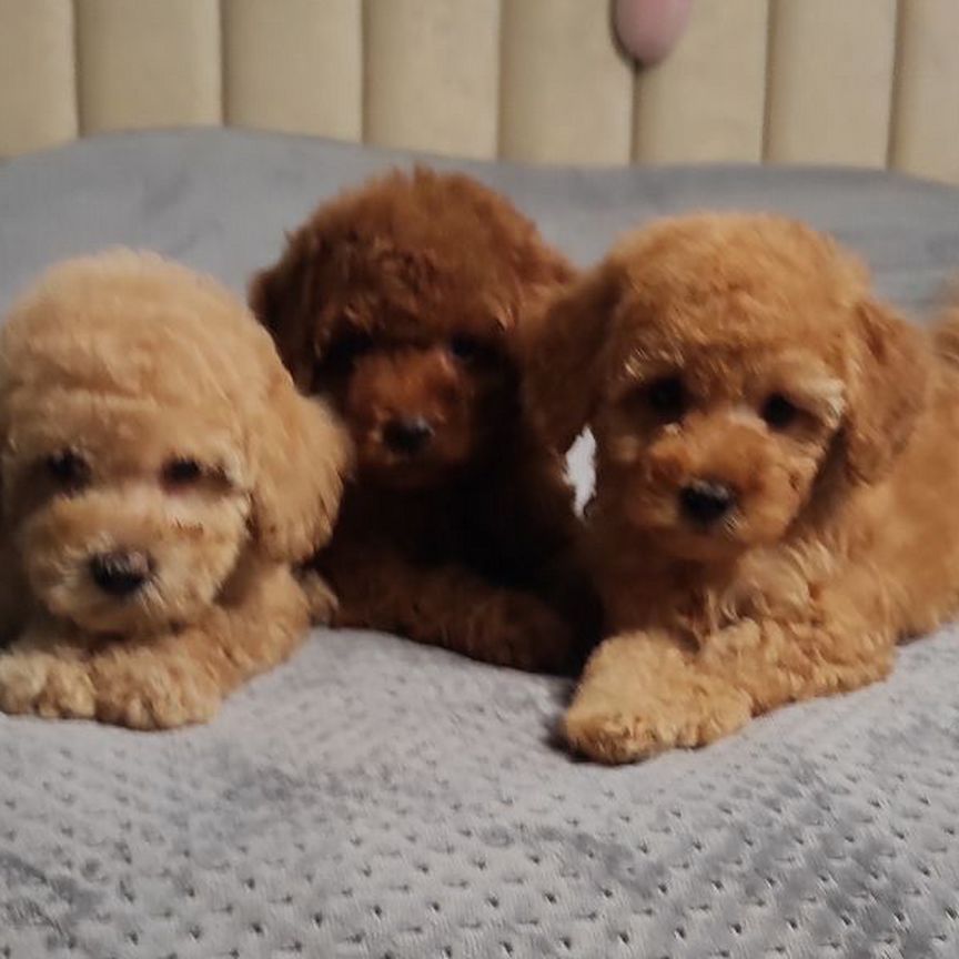 Мальтипушкиf1 щеночки