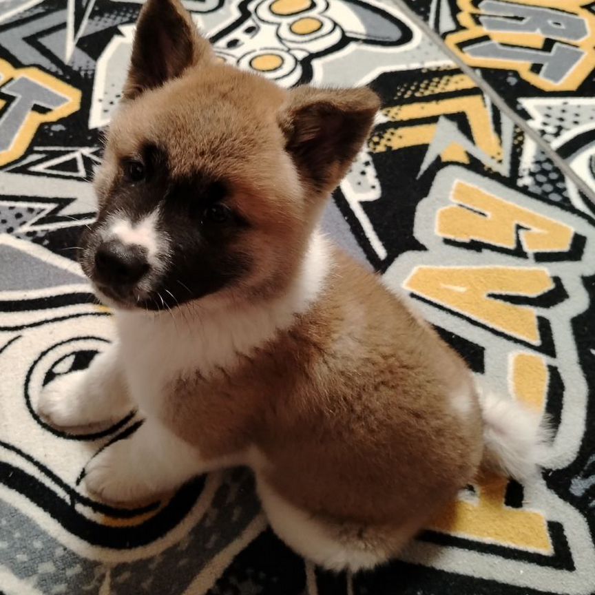 Американская акита, щенок