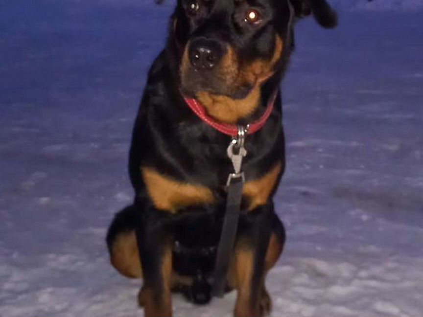 Ищем невесту