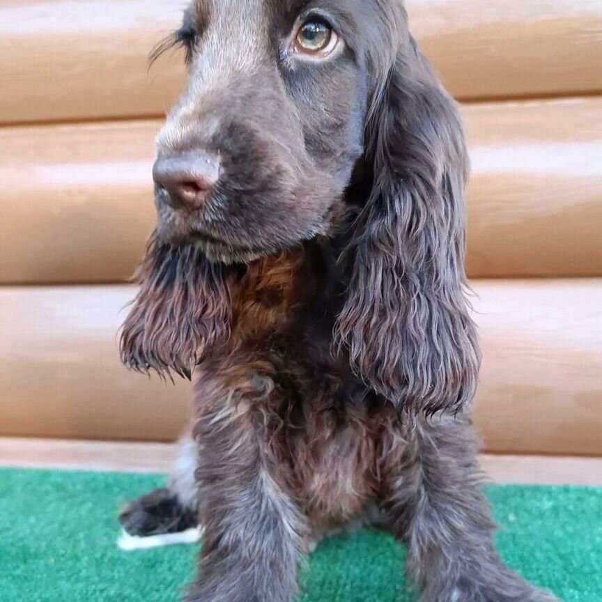 Щенок английского кокер спаниеля. РКФ