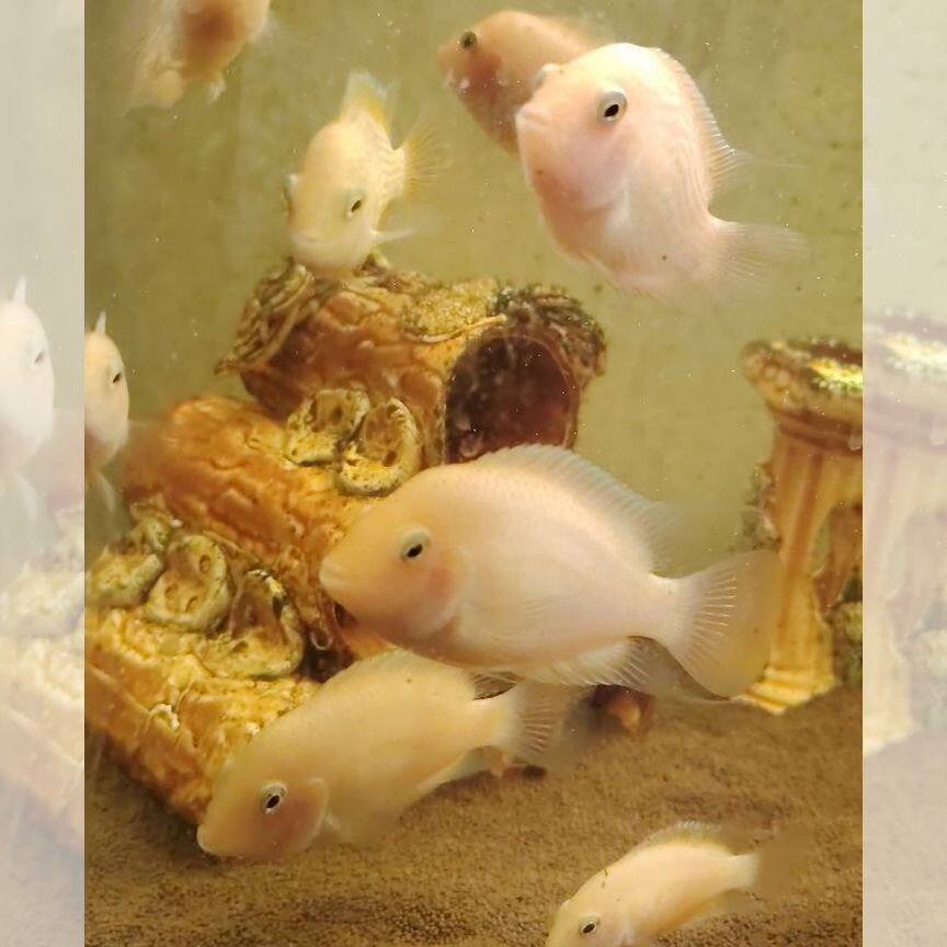 Рыба Розовый фламинго