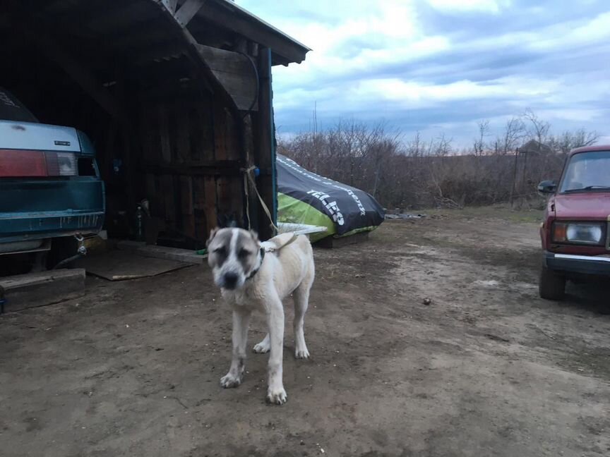 Собака Алабай