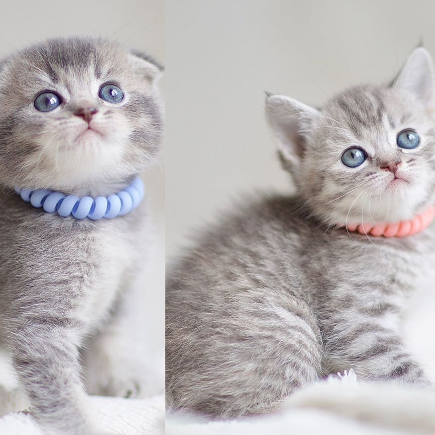 Шотландский вислоухий короткошёрстный котёнок