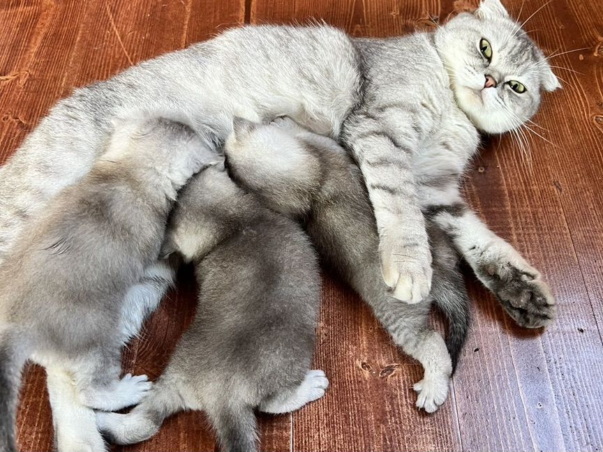 Шотландские котята