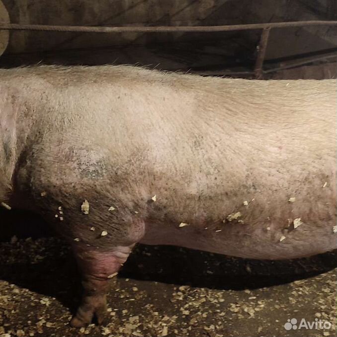 Племенной хряк см1
