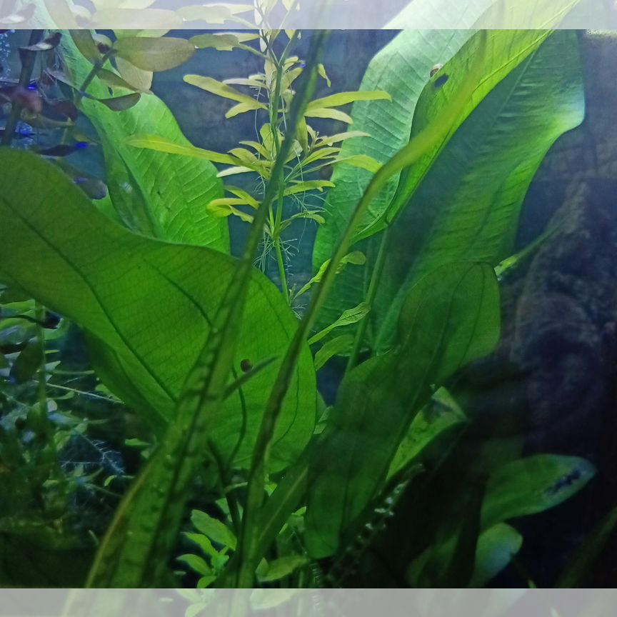 Растение в аквариумное эхинодорус