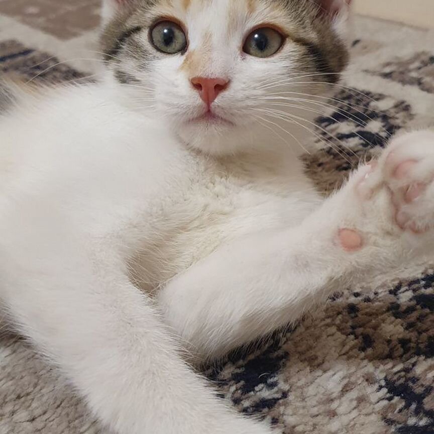 Котенок в добрые руки