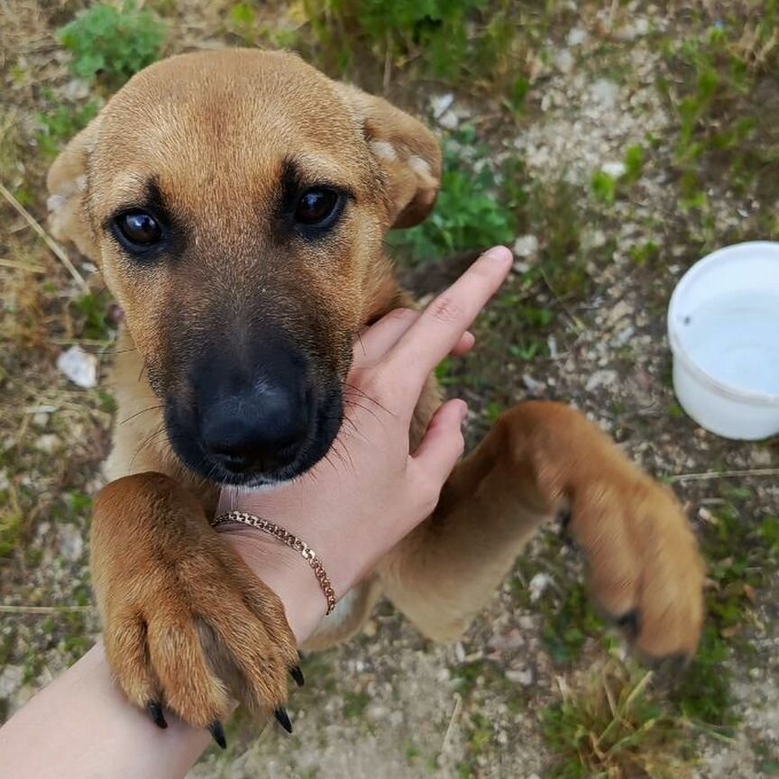 Щенок