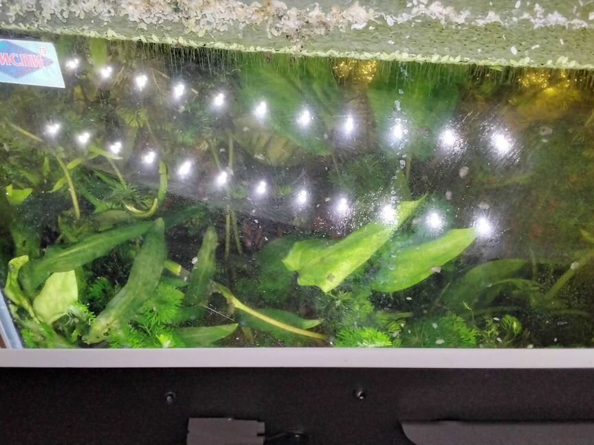 Аквариумные растения прополка