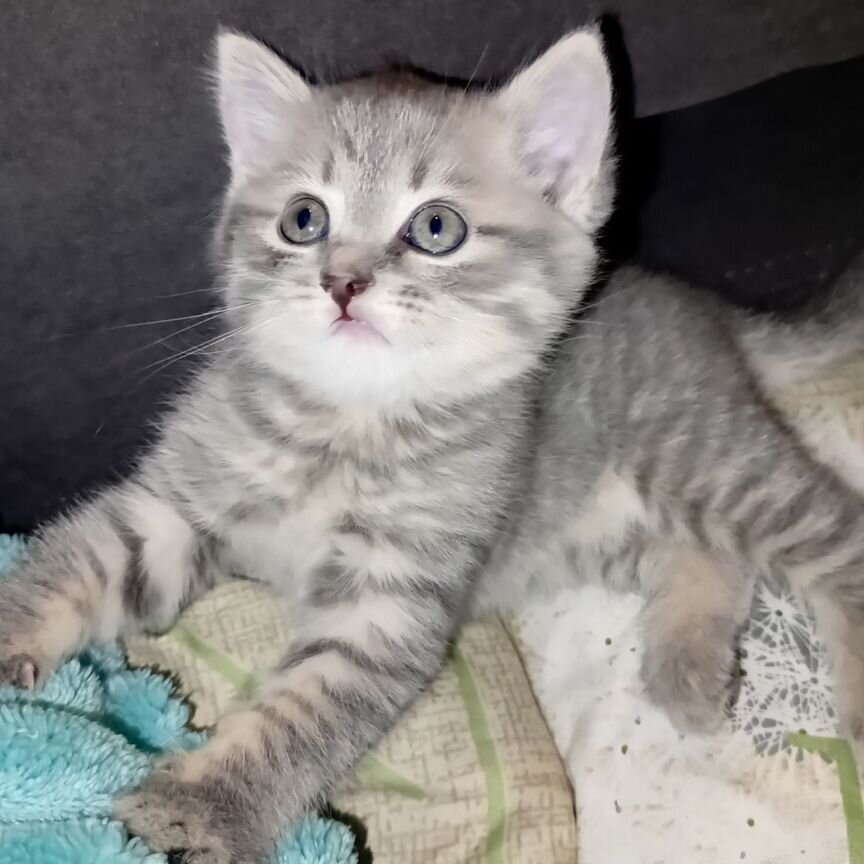 Котёнок в добрые руки