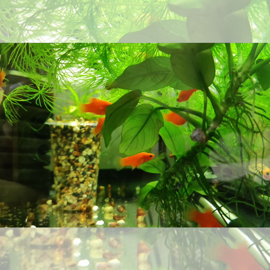 Пецилии рубин, красные