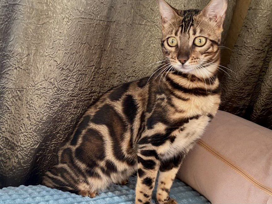 Бенгальская кошечка в разведение или семью