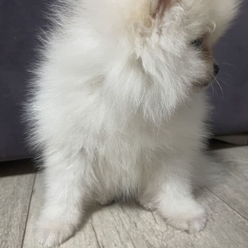 Померанский шпиц мини