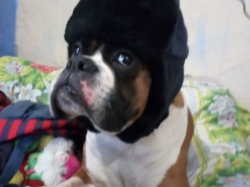 Отдам кастрированного парня боксёра