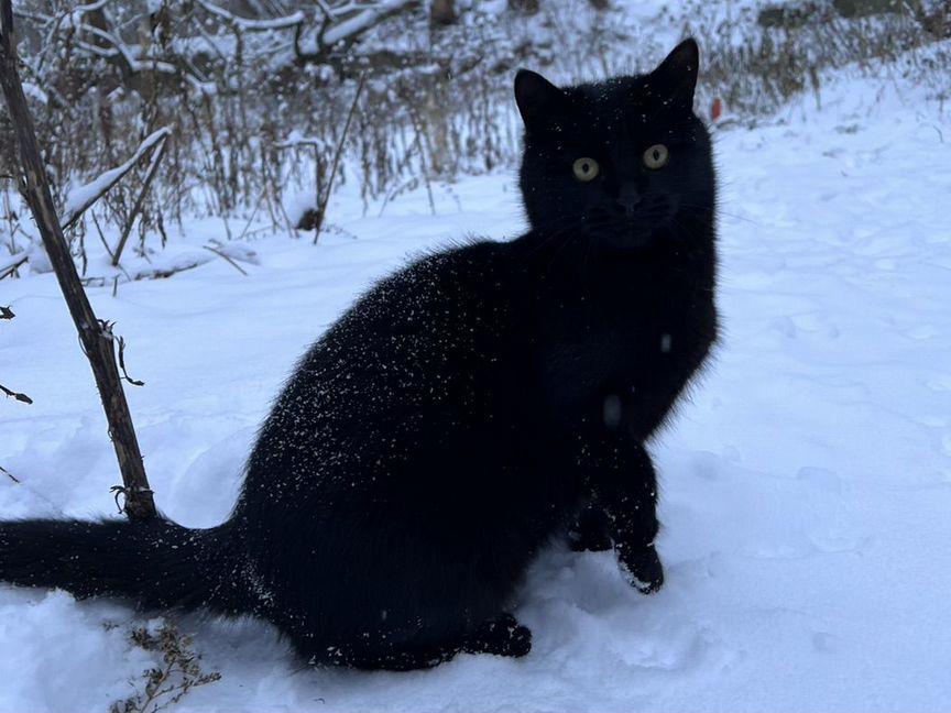 Чёрный котик