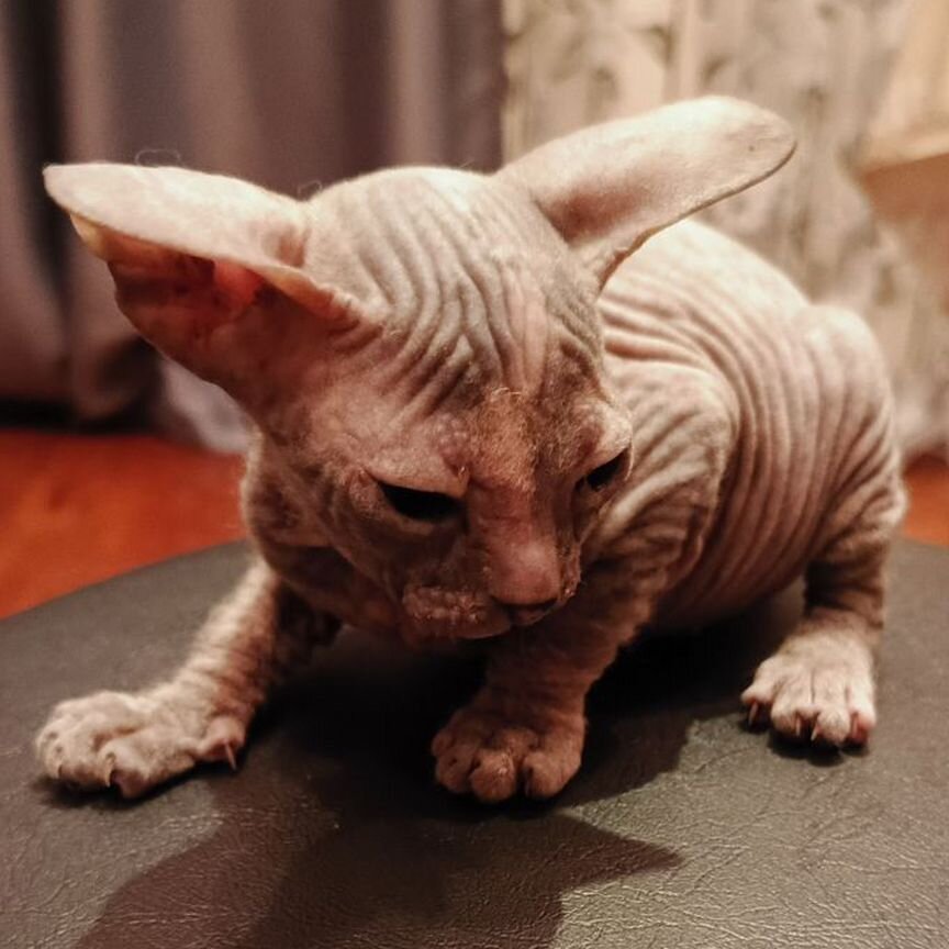 Канадский сфинкс котёнок