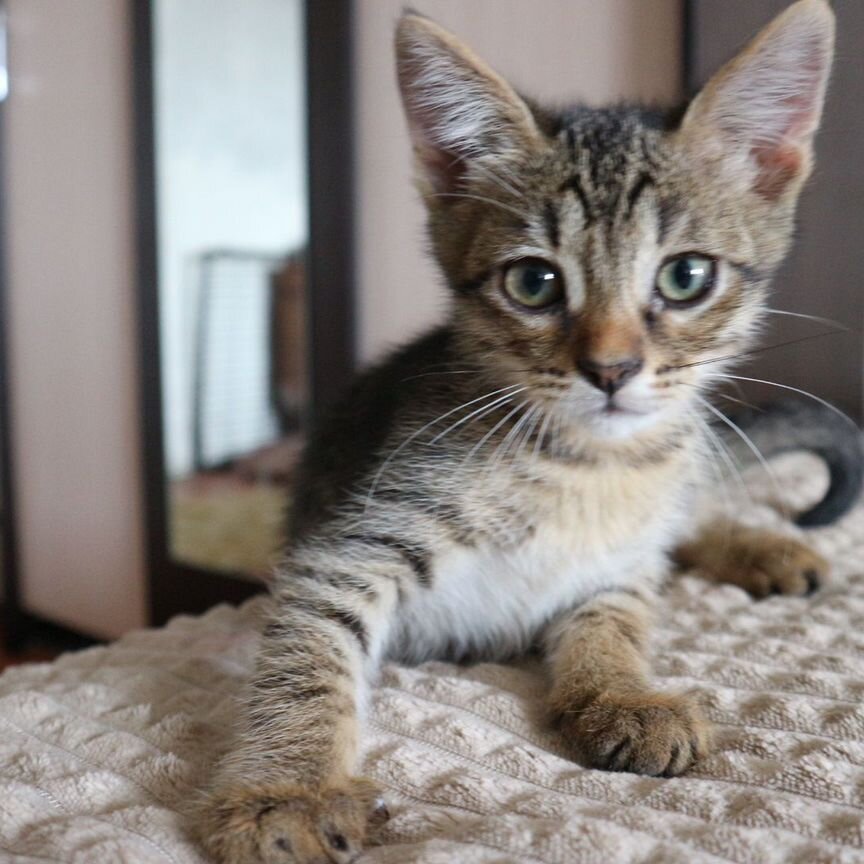 Чудный котенок Брамсик., 4 месяца