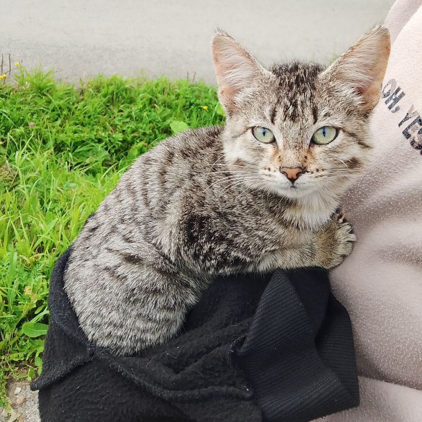 Котенок девочка в добрые руки бесплатно