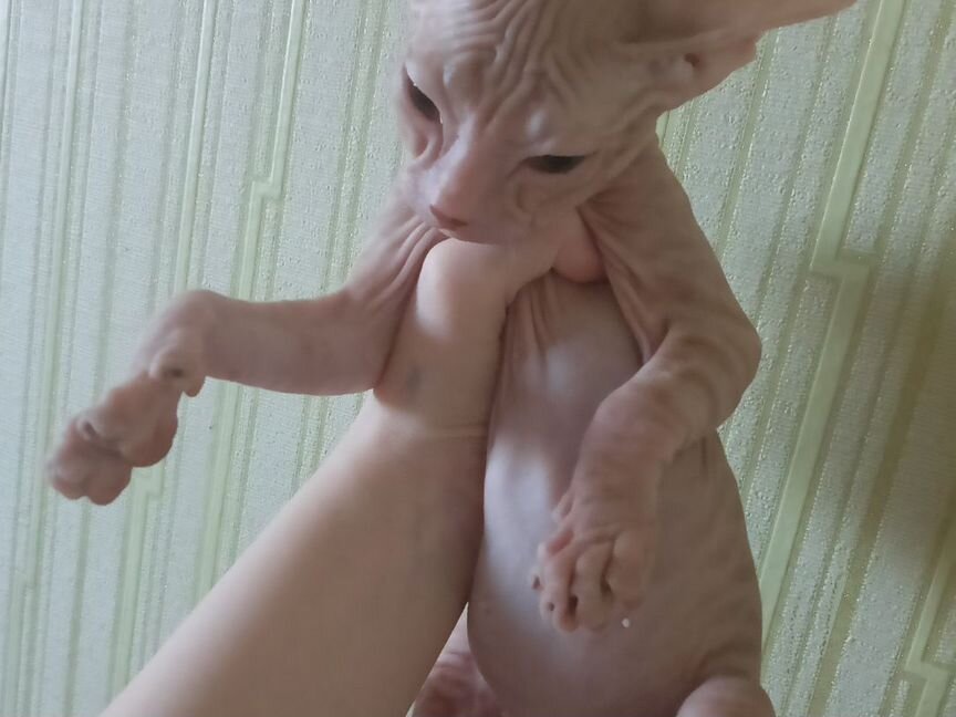 Донской сфинкс