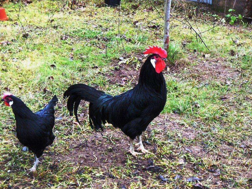 Испанская Минорка яичная порода