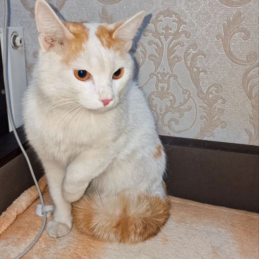 Найден котик